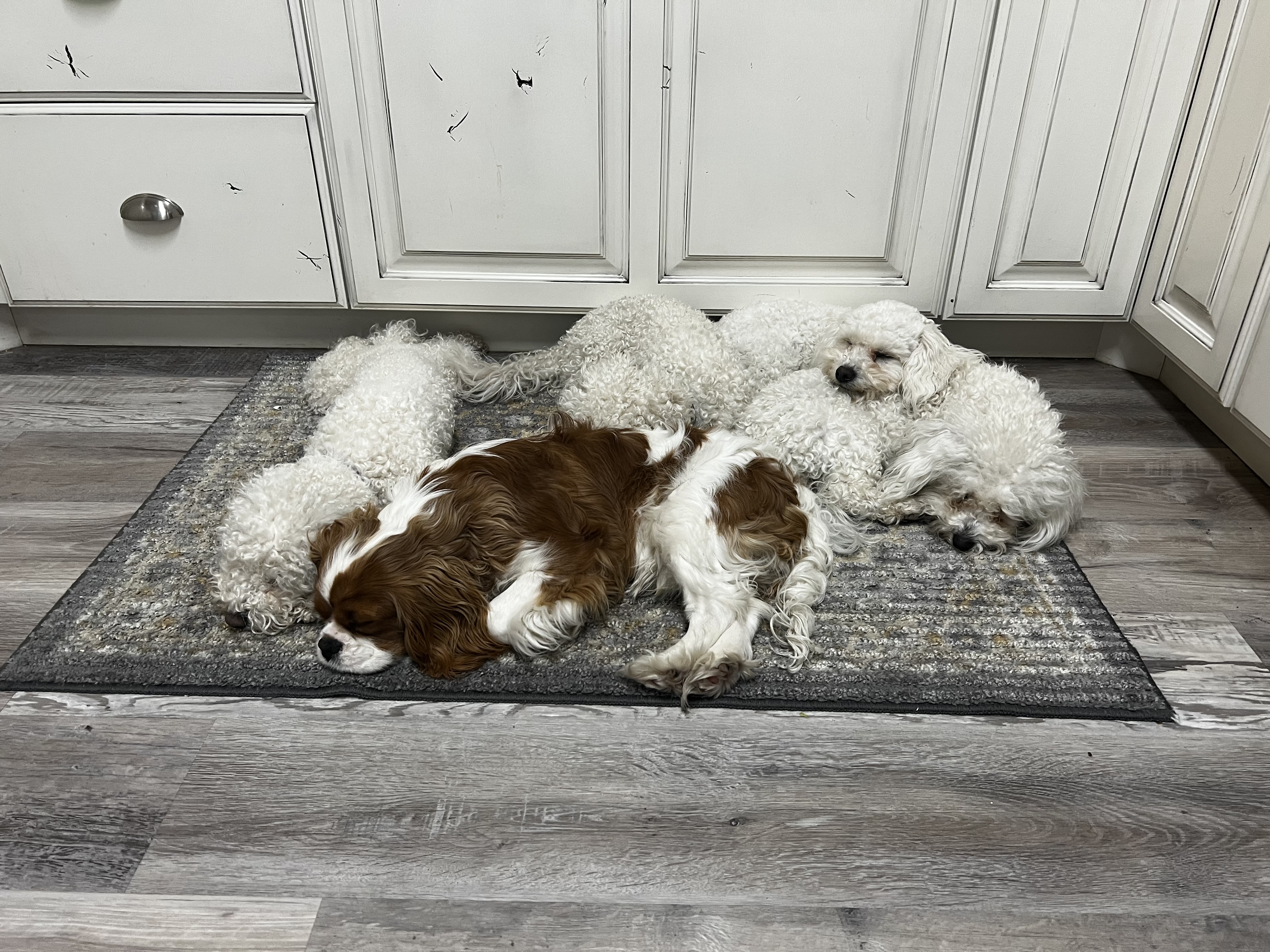 Puppy Parents - Designer Mountain Mutts