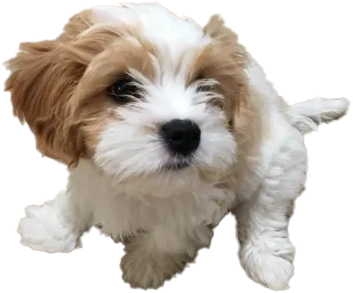 About Us - Designer Mountain Mutts